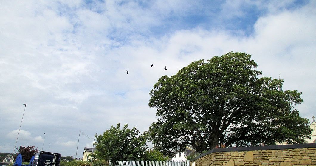 Somewhere in Ireland: talking tree