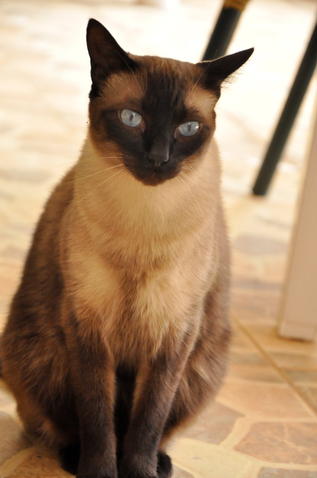 sábios gatos: Gato Siamês