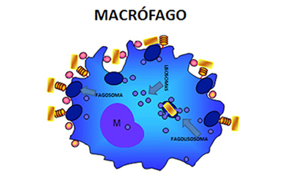 biologia2bachcamp: INMUNIDAD