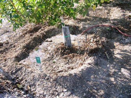 Xtremehorticulture of the Desert: July Todo's: Irrigation of fruit trees