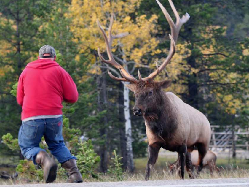 Paul's Ride Guide: Elk Rut