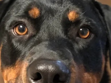 Labrottie Temperament, Size, Adoption, Lifespan, Price