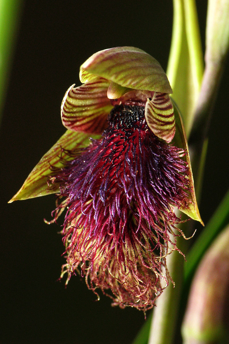 ОРХИДЕЯ Calochilus / Orchidaceae Calochilus