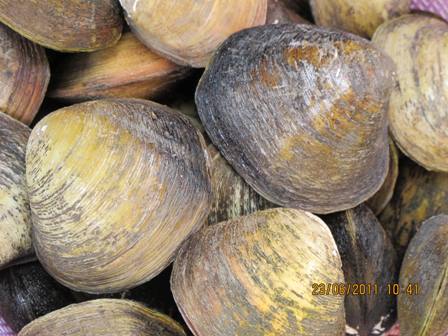 Sarawakiana@2: Lokam (Fresh Sarawak River Clams)
