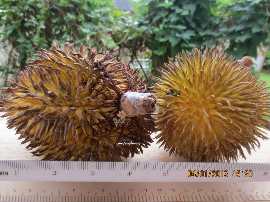 Under The Angsana Tree: Wild Durians From East Malaysia - Sabah & Sarawak‏