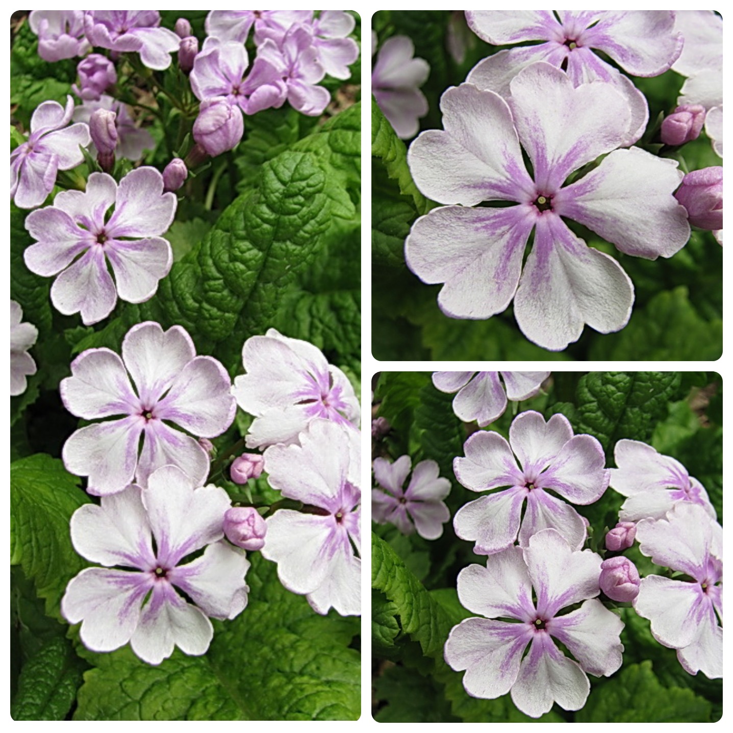 Цветочный талисман.: ПРИМУЛЫ ЗИБОЛЬДА (иностранные сорта)