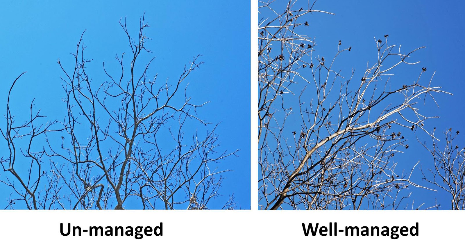 Northern Pecans: Branch growth pattern: Gauging the potential for ...