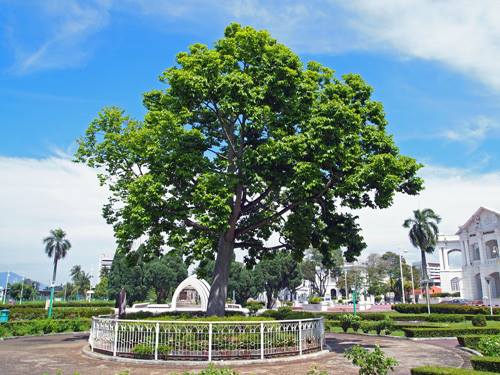 Pohon Upas (Antiaris toxicaria) - Red-XcodeZ