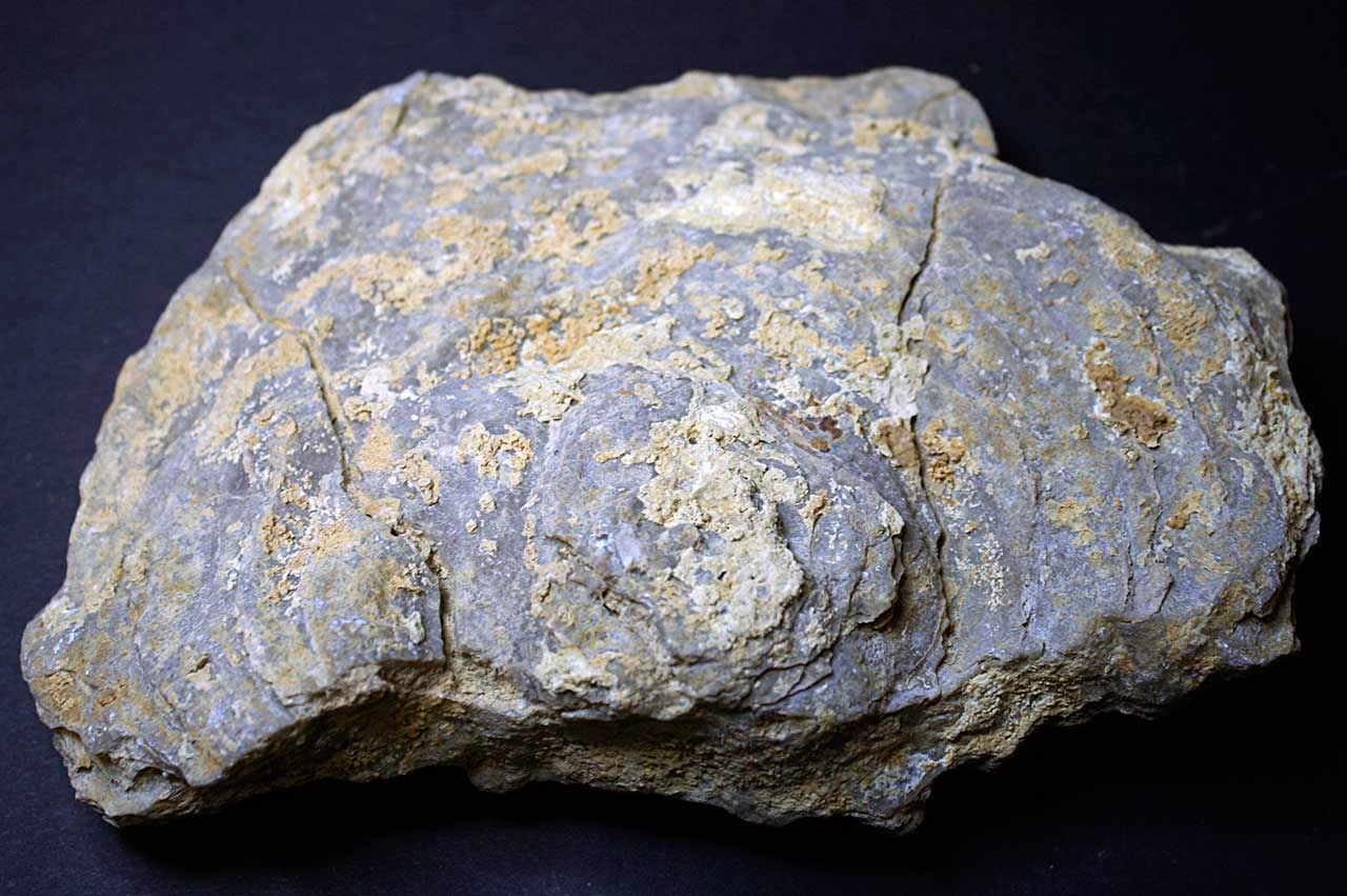 Louisville Fossils and Beyond: Arachnophyllum Colonial Coral Fossil