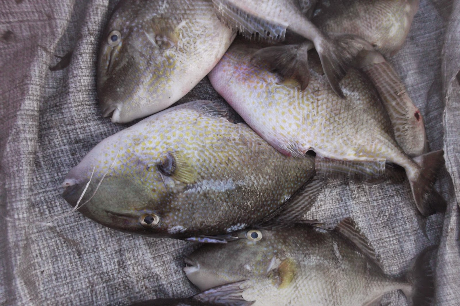 NEGOMBO SEAFOODS: POTHU PARAW