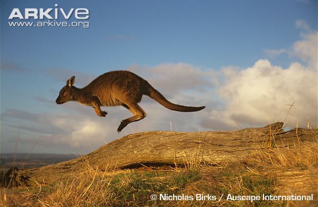 Encyclopedia: Kangaroo Running