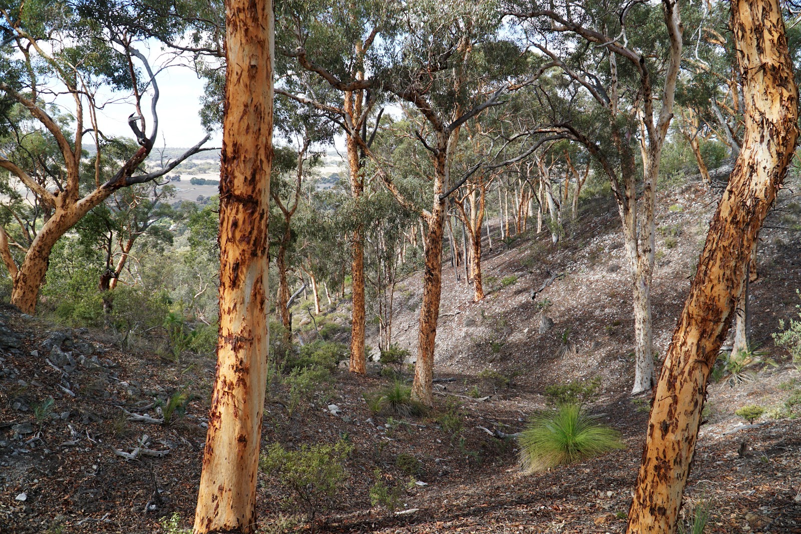 Clackline Walk GPS Route (Clackline Nature Reserve) ~ The Long Way's Better