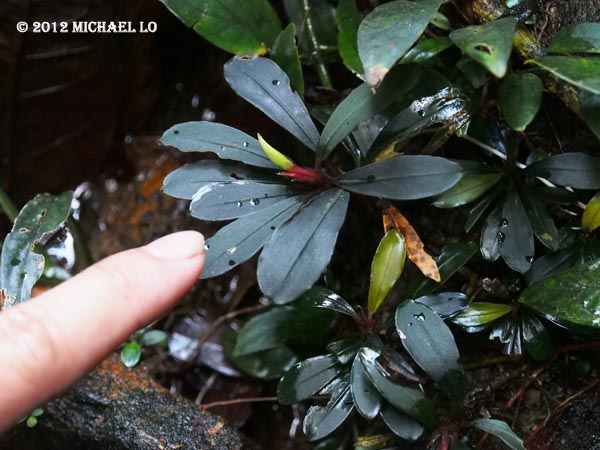The rainforests of Borneo & Southeast Asia: Bucephalandra diabolica ...
