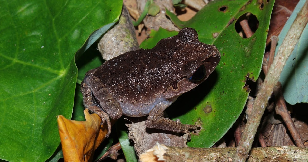 Palawan Litter Frog – An amphibian struggling to exist