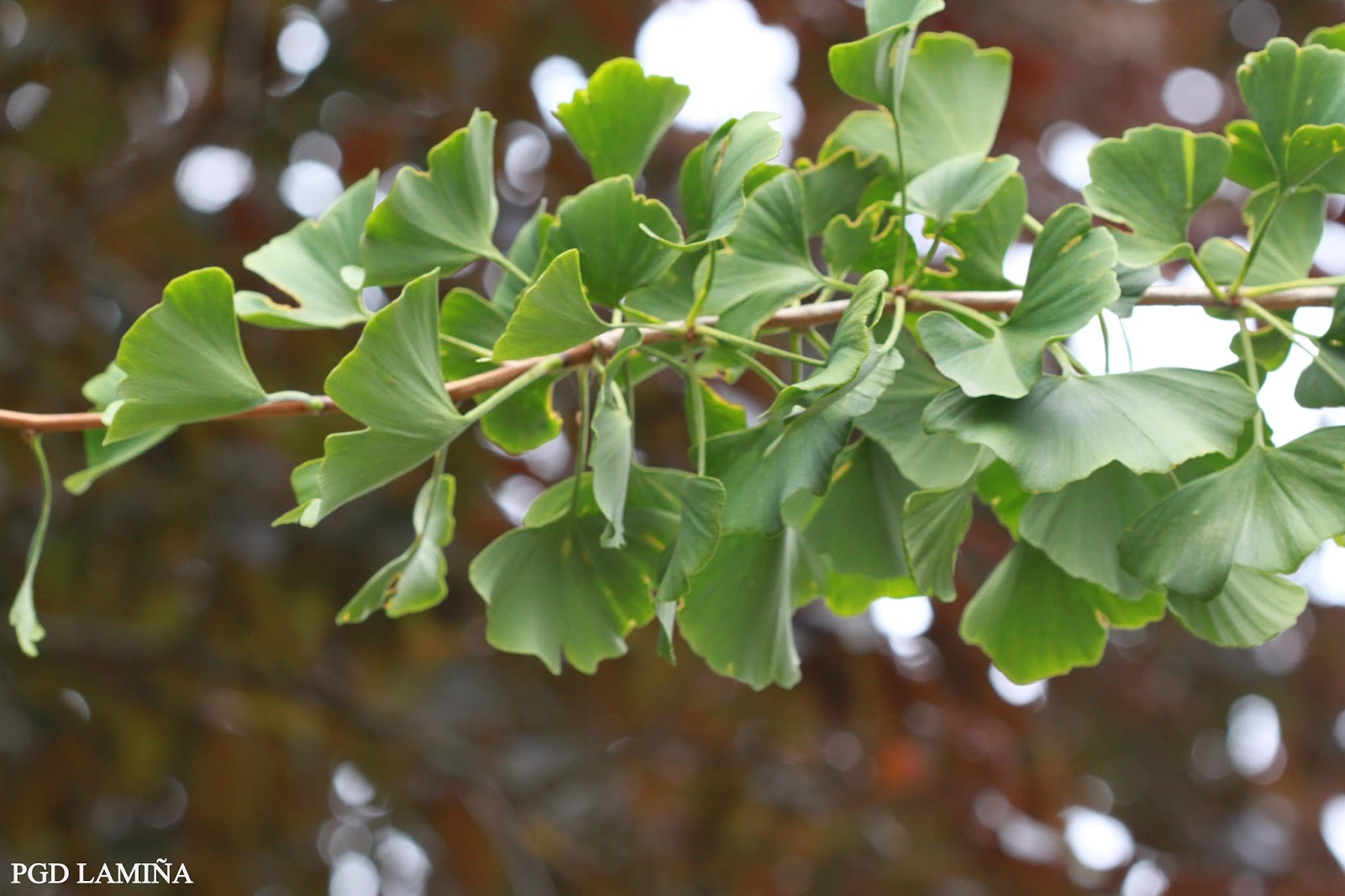 GINKGO BILOBA. gingo.