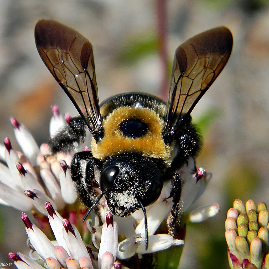 honey bee and wasp: Golden Northern Bumble Bee - (Bombus fervidas)