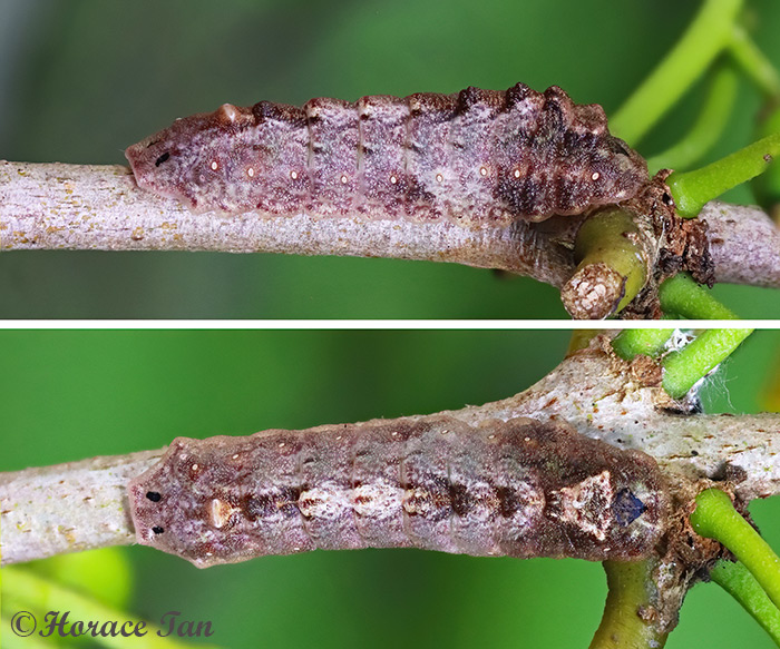 Butterflies of Singapore: Life History of the Banded Royal