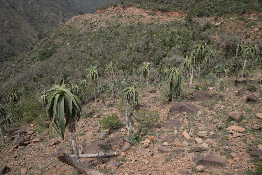 Birds of Saudi Arabia: Yemen Tree Aloe - Raydah Escarpment
