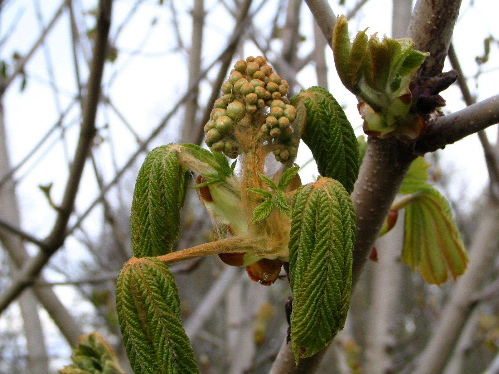 Trees of Santa Cruz County: Aesculus x carnea - Red Horse Chestnut