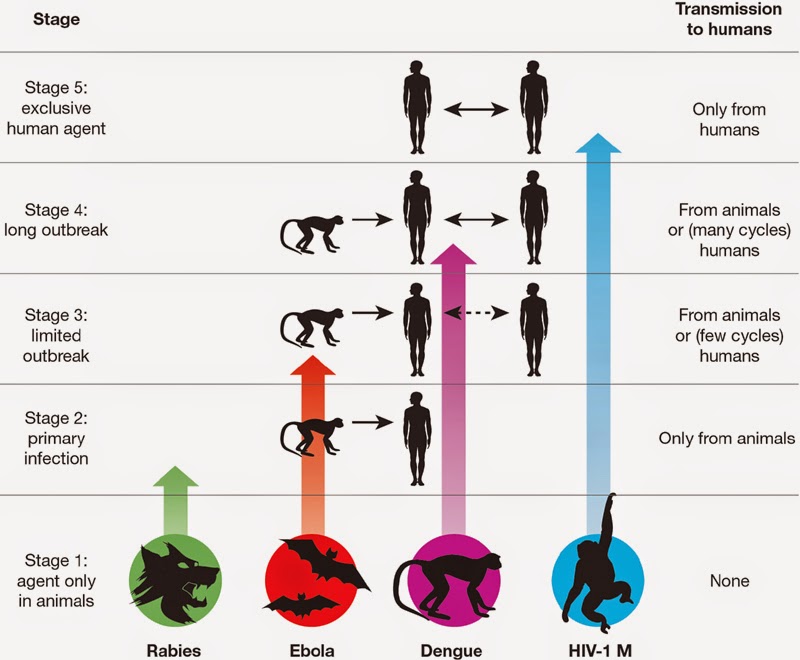 The Diagnosis Of Rabies In Humans Fastalobos