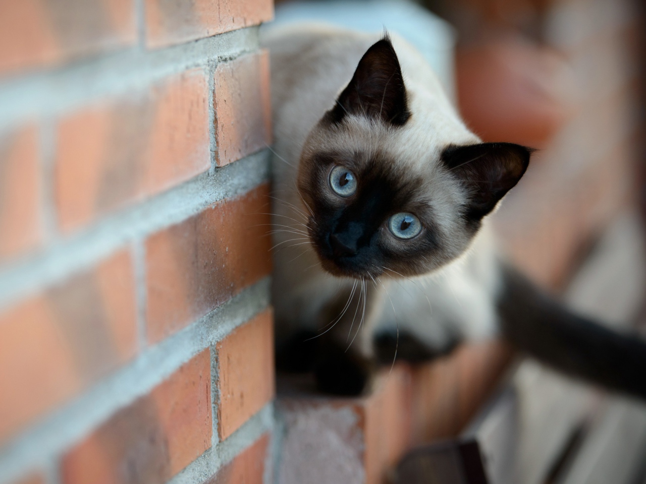 Foto Kucing Siam Asli dan Ciri-Cirinya | Foto Kucing Terbaru