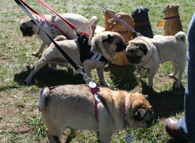 puggles of pugs gathering