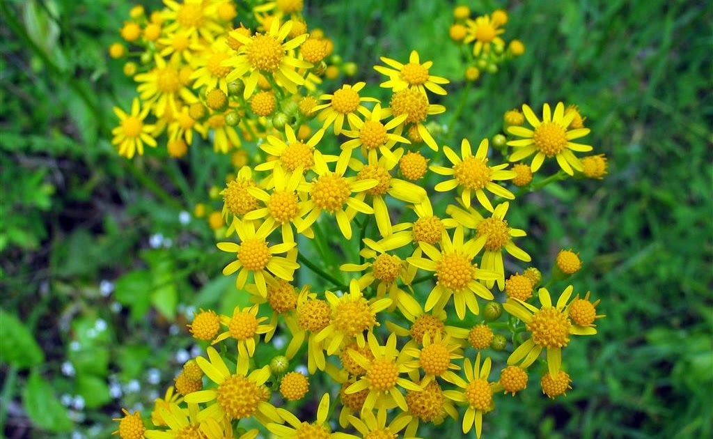 "What's Blooming Now" : Southern Ragwort (Senecio anonymus)