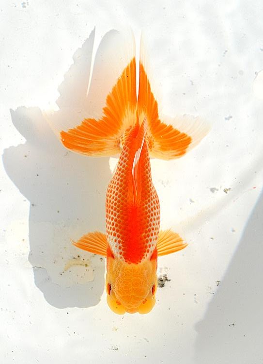 Japanese Top View Oranda
