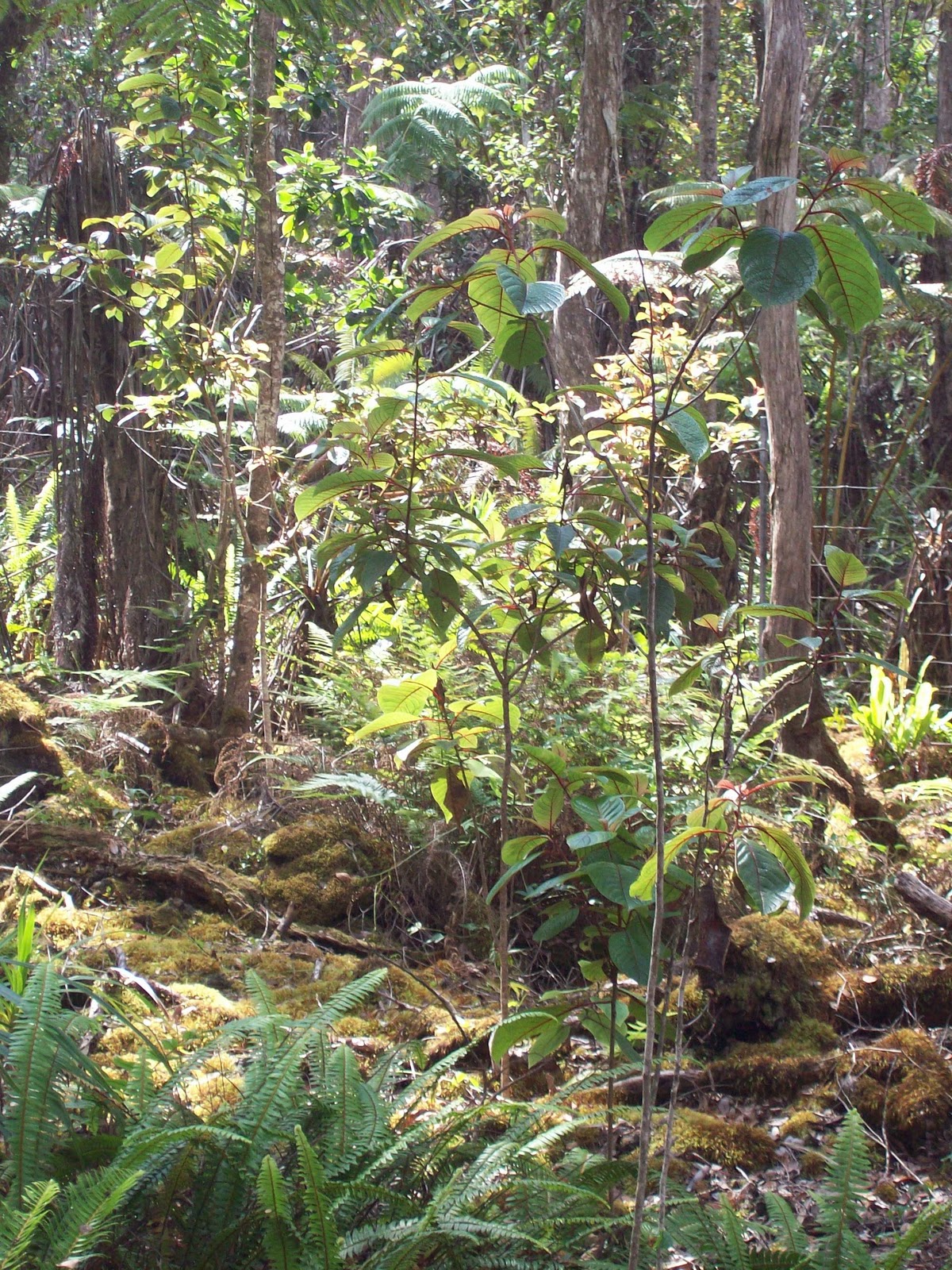 Absolutely No Idea What I am Doing!: Mamaki Tea