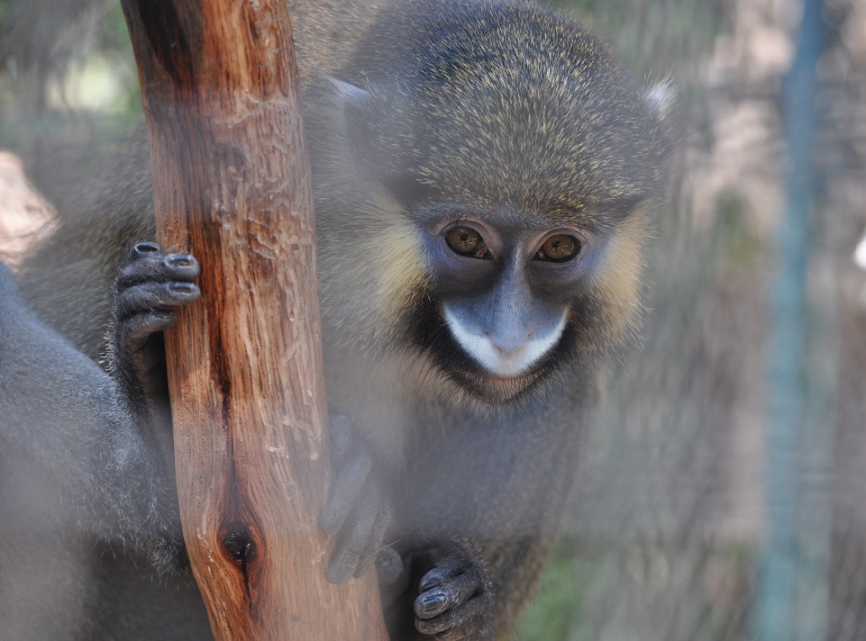 ZOOTOGRAFIANDO (6.100 ANIMALS): CERCOPITECO DE HOCICO AZUL / RED-TAILED ...