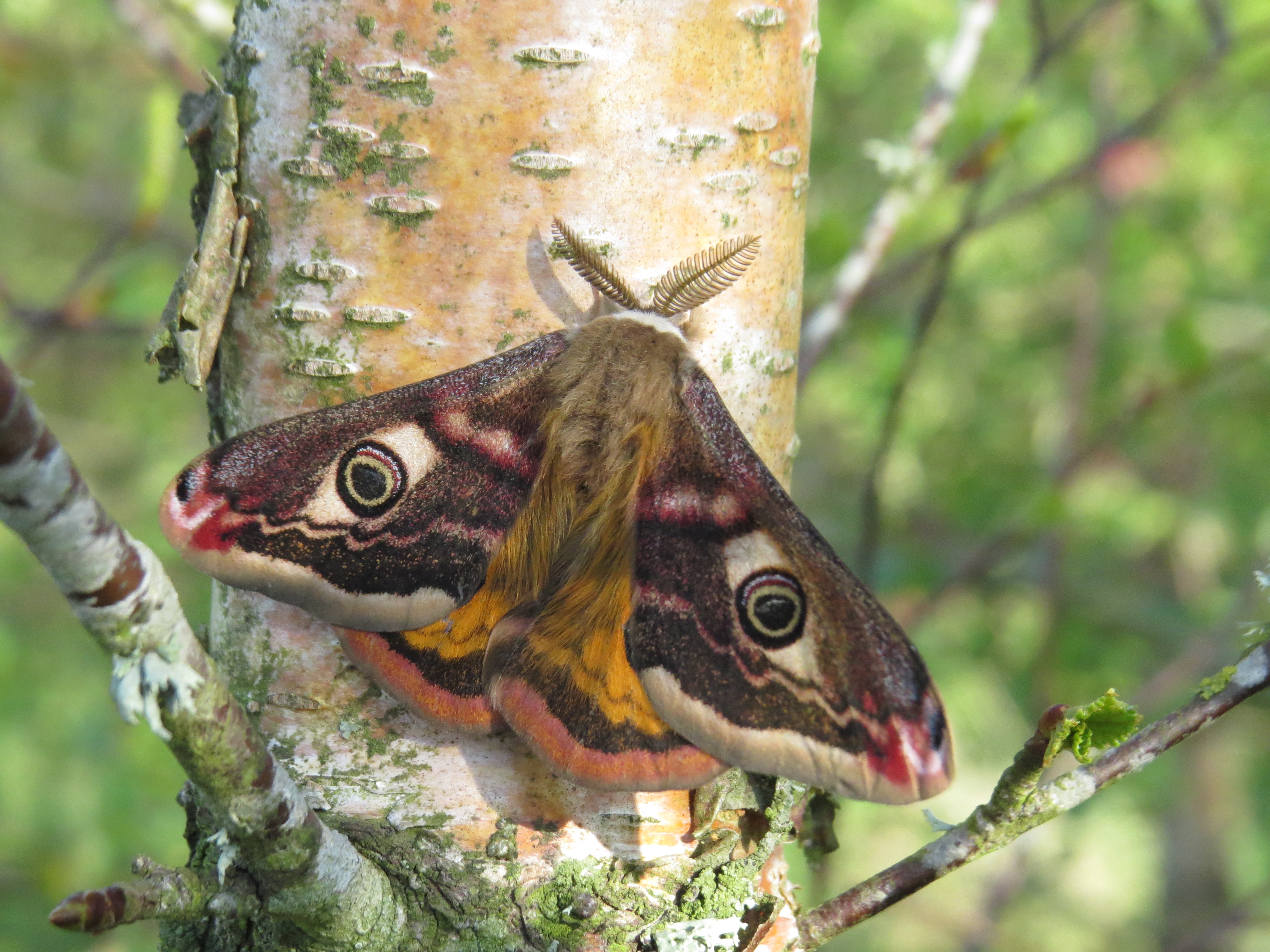 Inside the Moth Pot: Emperor Moth to Pheromone Lure