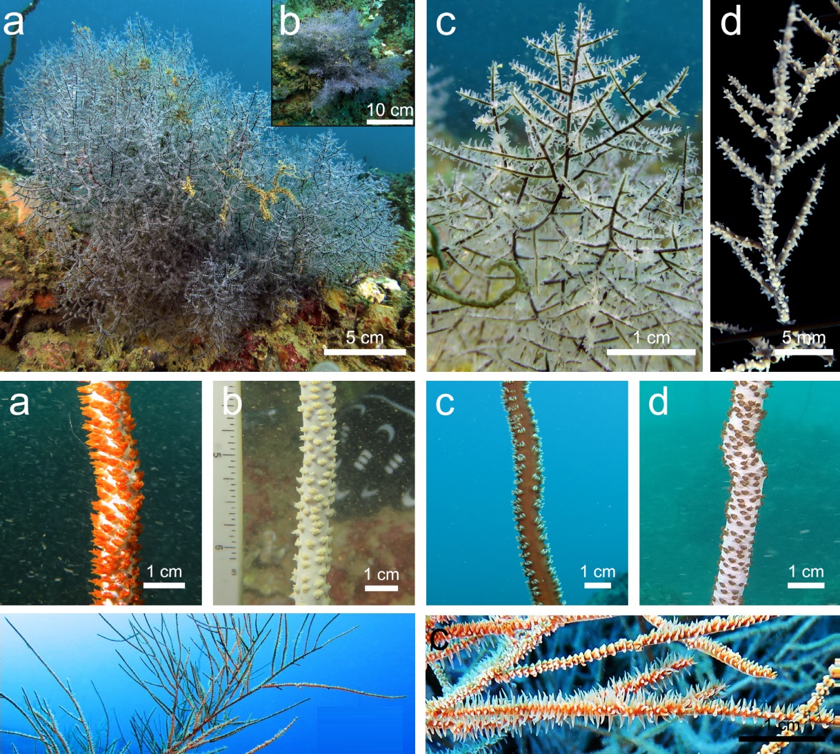 Species New to Science: [Cnidaria • 2020] Shallow-water Black Corals ...