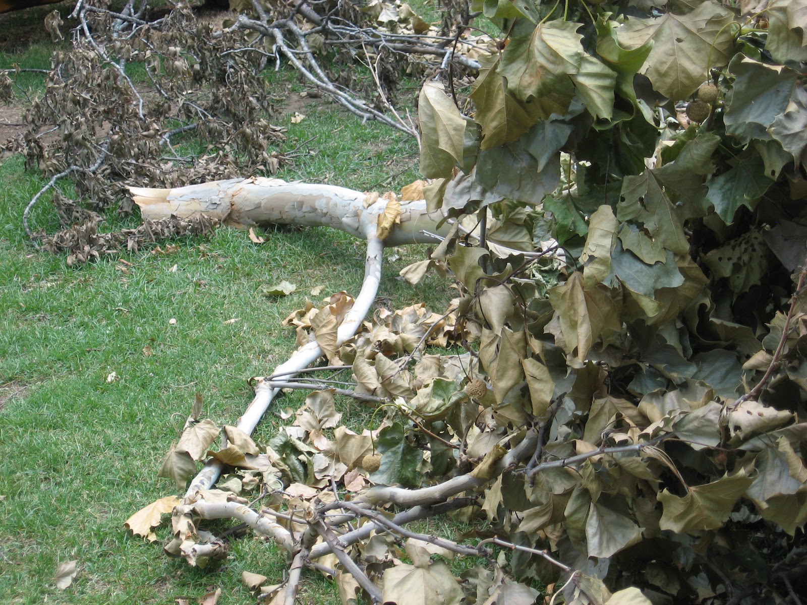 Under the Sycamore Tree: sycamore wounds