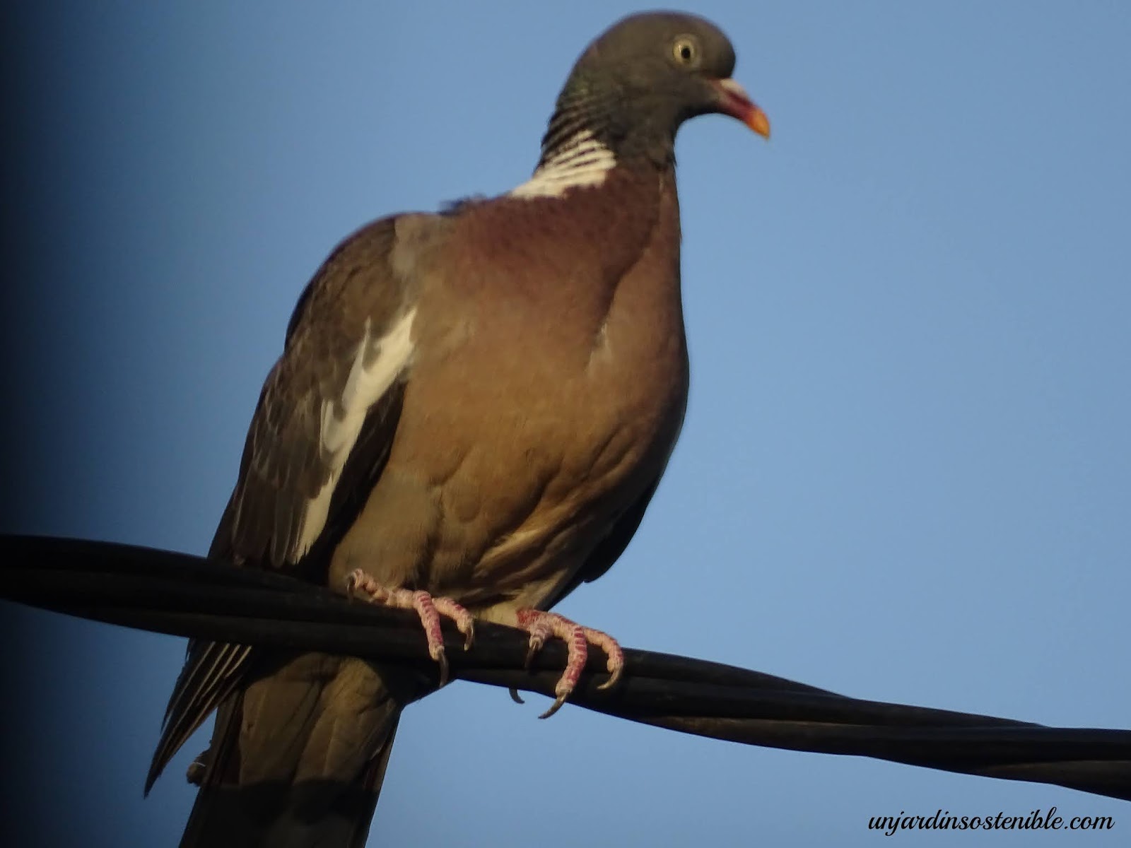 Columba palumbus (Paloma Torcaz)