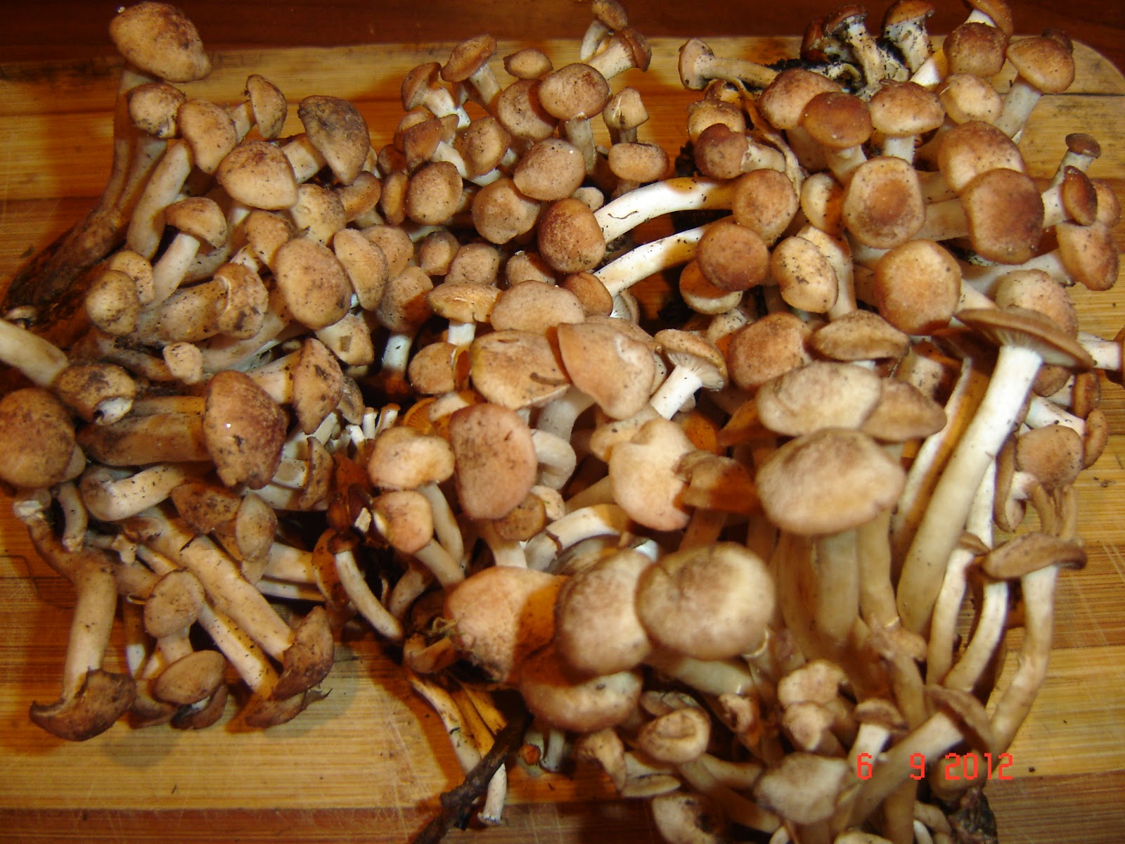 povestiri din bucatarie: Zacusca de ghebe
