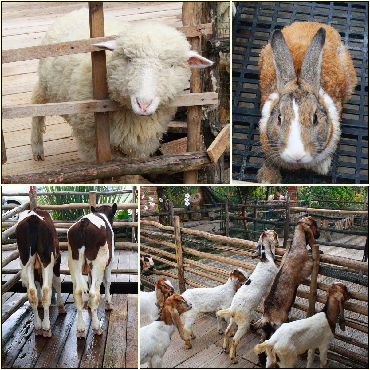 Camping di Ranca Upas, ke Kawah Putih Ciwidey dan Lactasari Mini Farm PVJ