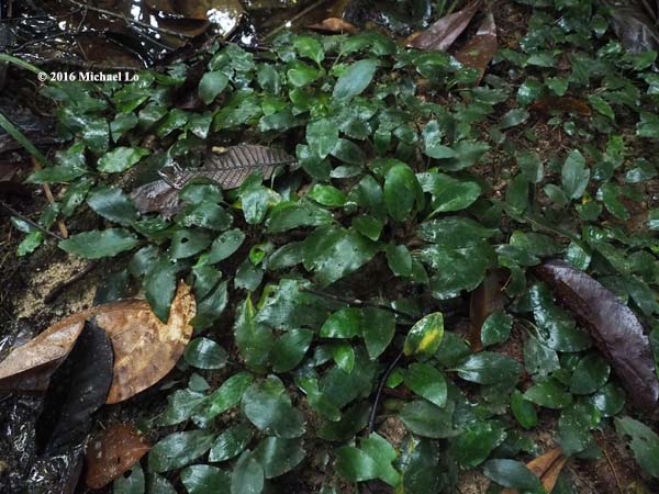 The rainforests of Borneo & Southeast Asia: Visiting Cryptocoryne ...