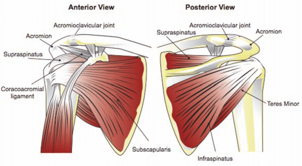 Anatomi Otot Supraspinatus Pada Gelang Bahu Manusia - Anatomi Tutorial