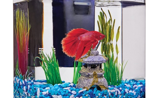 Setup Betta Fish Tank With No Filter