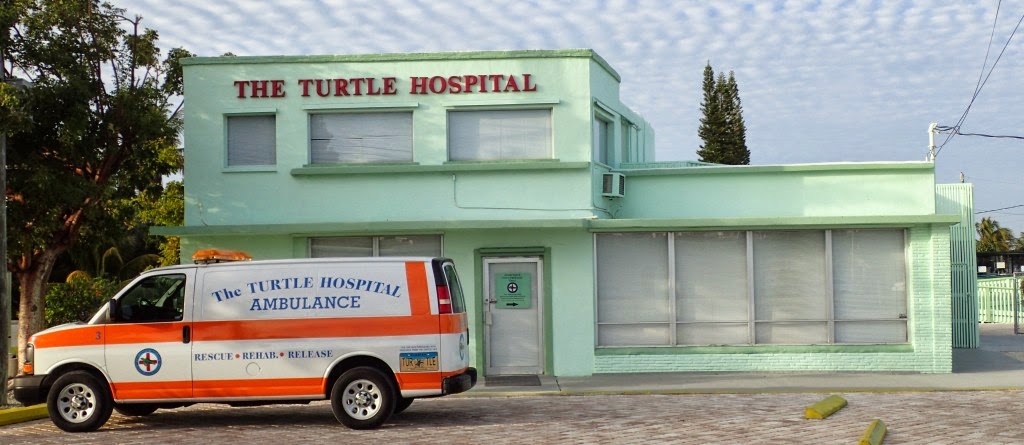 Our Great Fulltime RV Escape: Turtle Hospital and Dolphin Research ...