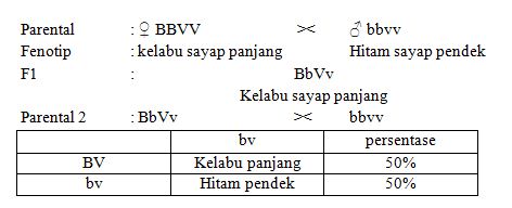 Perhatikan diagram persilangan lalat Drosophila sp. berikut ini! Dalam ...