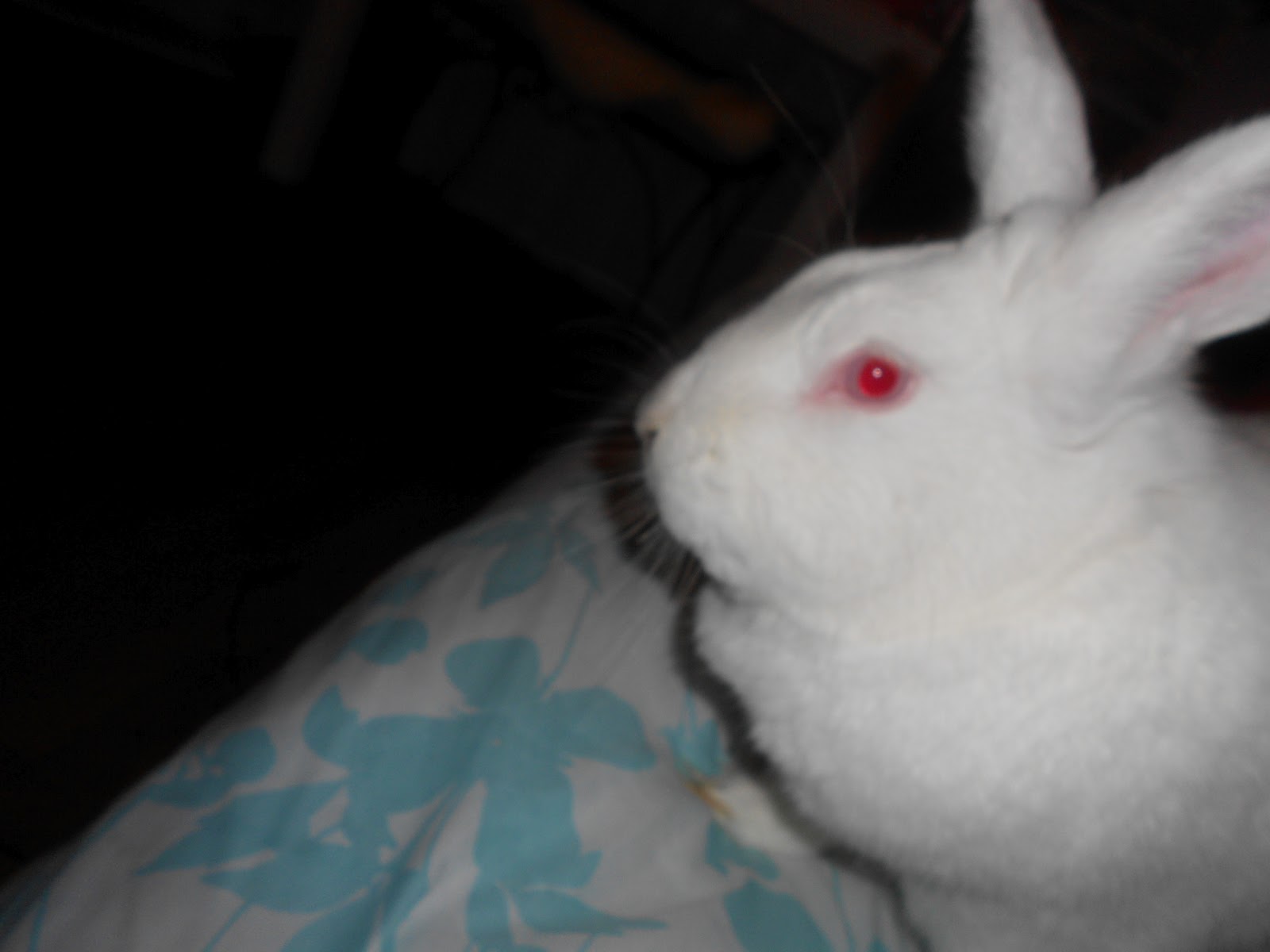 Follow The White Rabbit