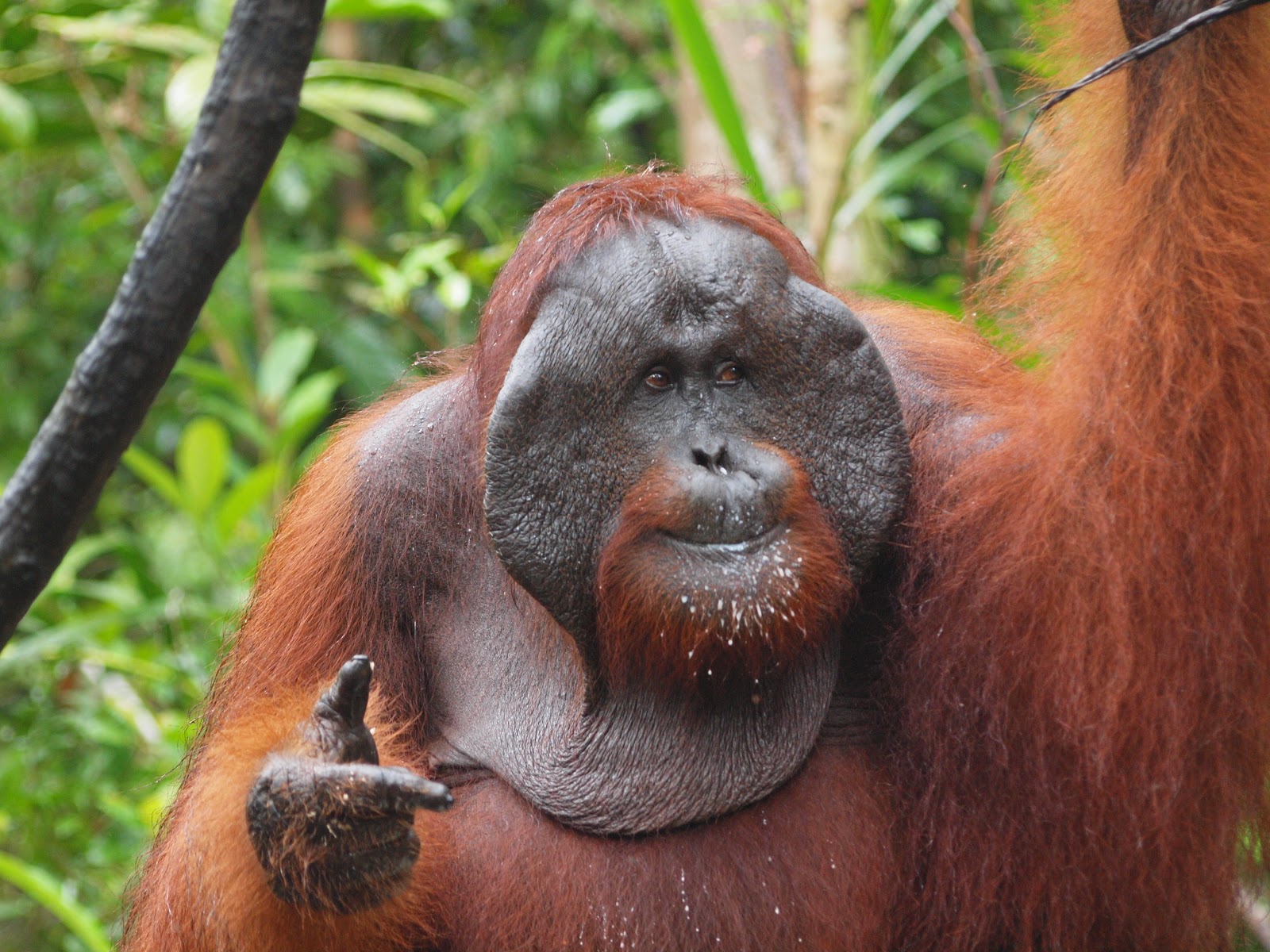 Ape Crazy: April 2013