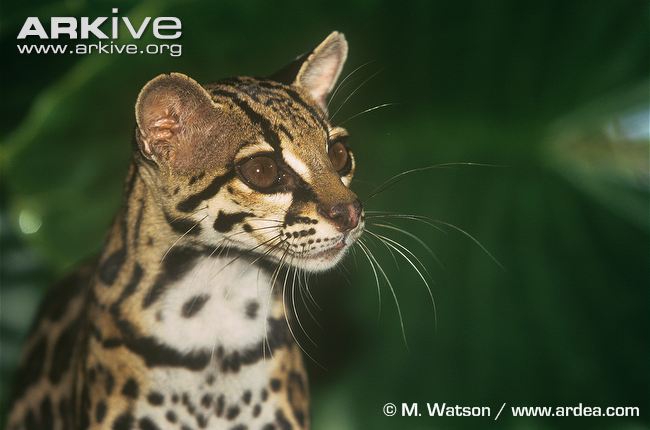 MARGAY photos - wallpapers | the fun bank