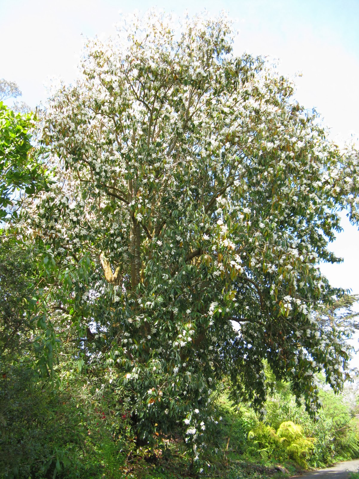 Trees of Santa Cruz County: Michelia doltsopa - Chinese Magnolia