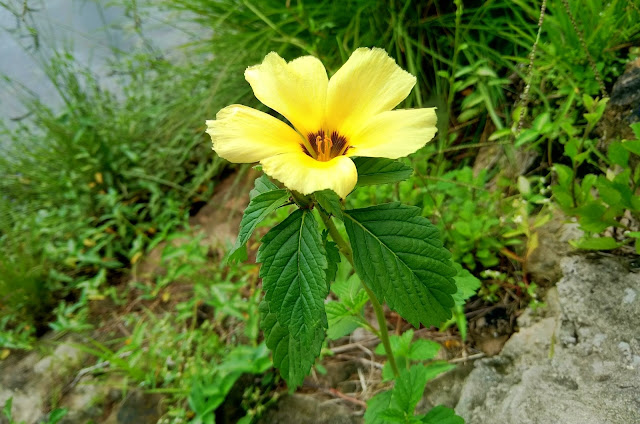 CASA DO CHÁ ANGICOS: Benefícios da Chanana