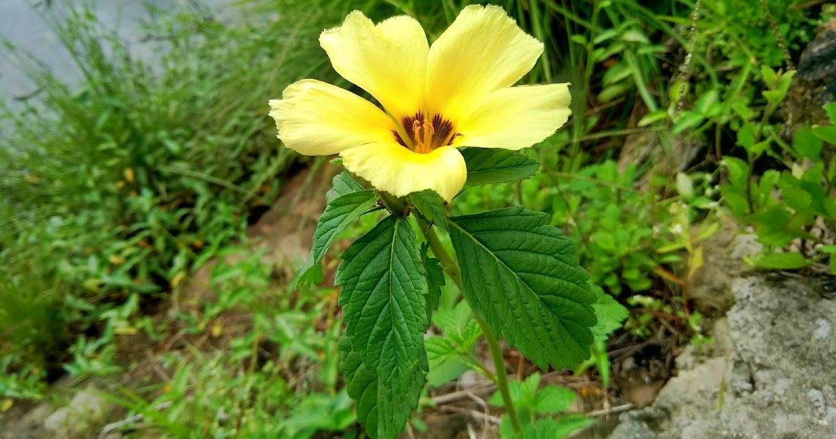 CASA DO CHÁ ANGICOS: Benefícios da Chanana