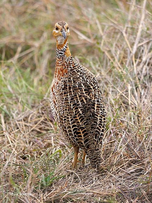 Tierra de pavos, francolines, faisanes y perdices: Francolín ala roja ...