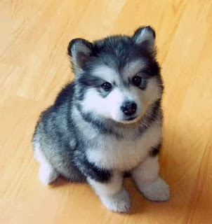Heaven_Angel: Pomsky