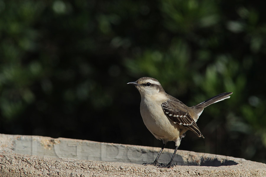 JORGE BARCALA CAMPO: Calandria